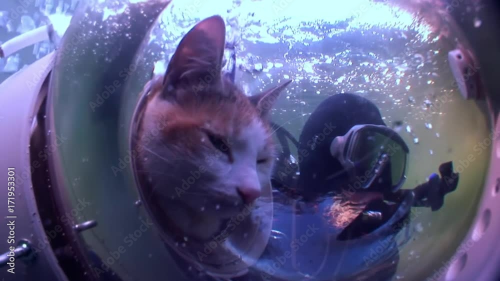 Cat scuba diver on background of reflection sunlight underwater. First ...