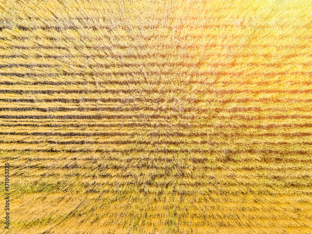 Wheat Field Aerial
