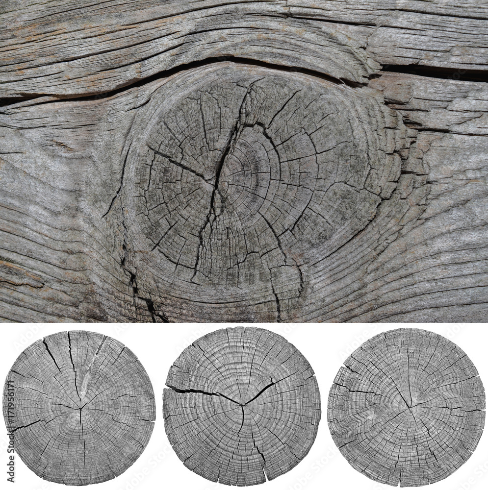 Cross section of tree trunk showing growth rings on white background ...