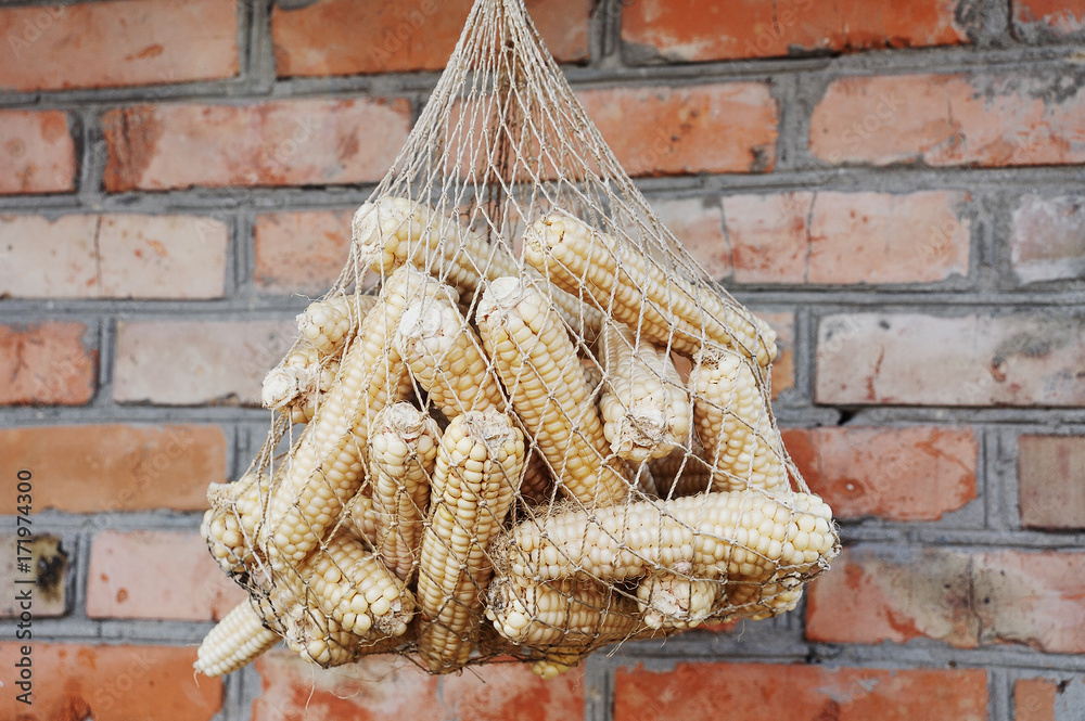 Dry corn hanging in a grid in the village against a brick wall ...