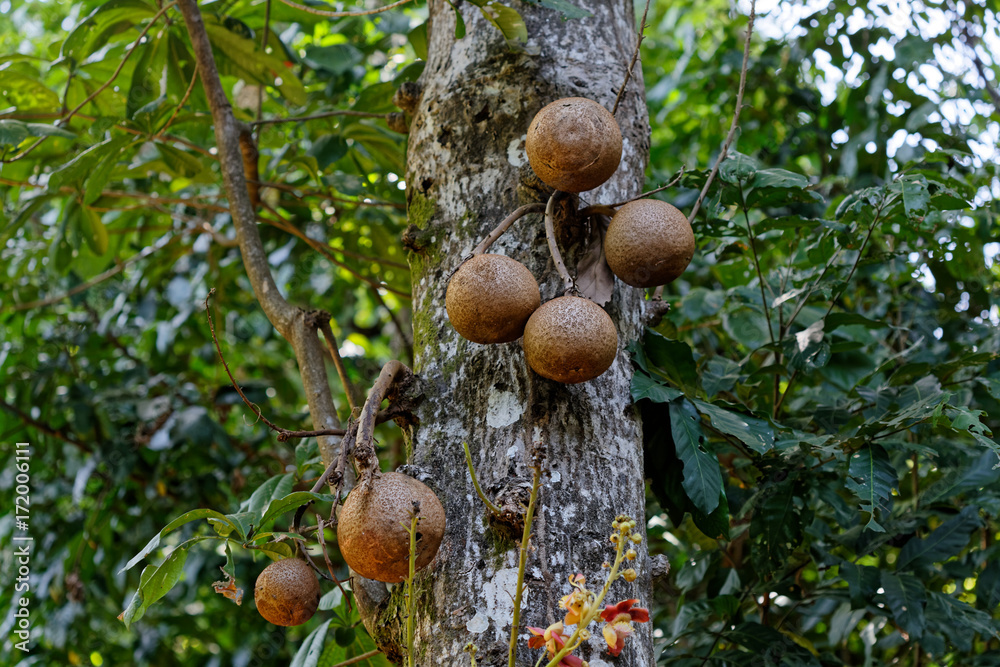 Couroupita guianensis, l'arbre aux boulets de canon en Guyane française ...