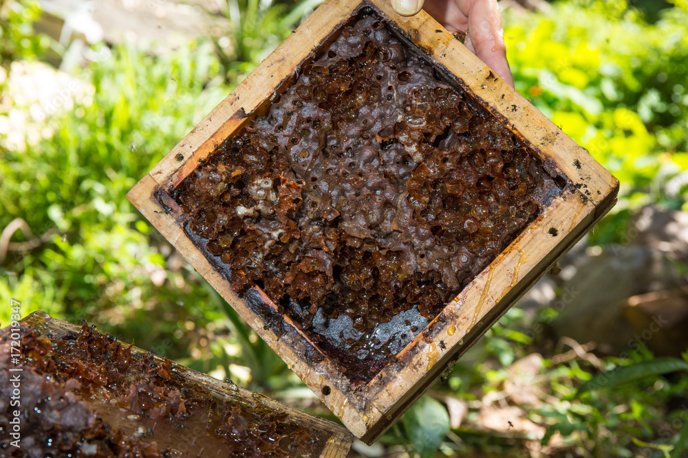 Photo & Art Print Australian Native Stingless beehive, Janelle