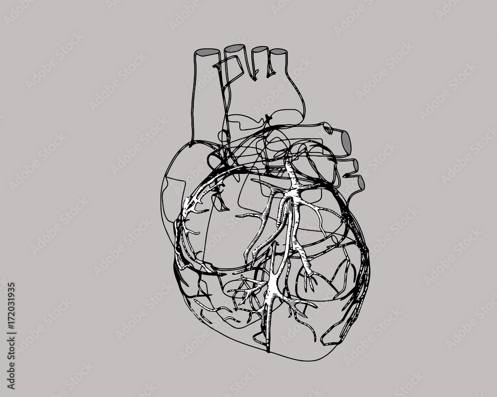 Vector human heart pen drawing stylized illustration Stock Vector ...