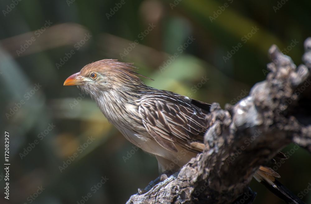 Portrait of small bird with orange beak. Stock Photo | Adobe Stock