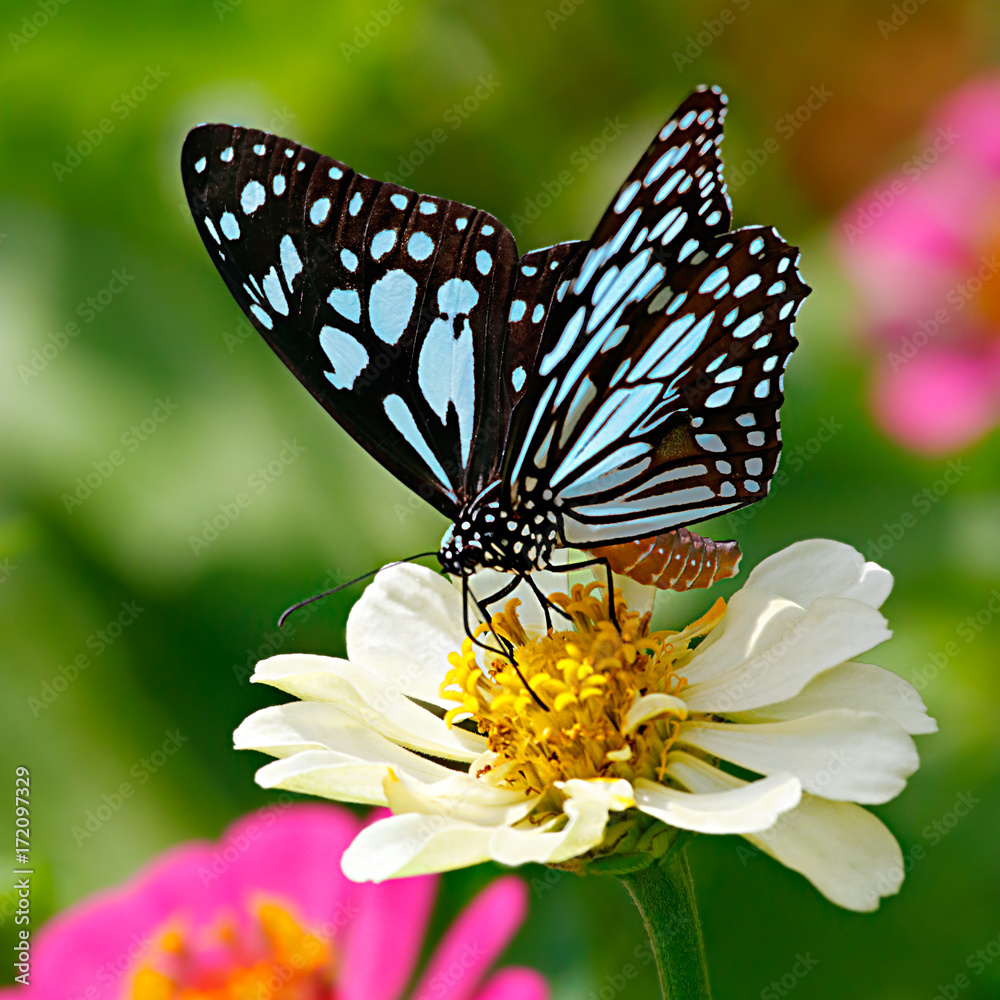 Blue Zinnia Flower