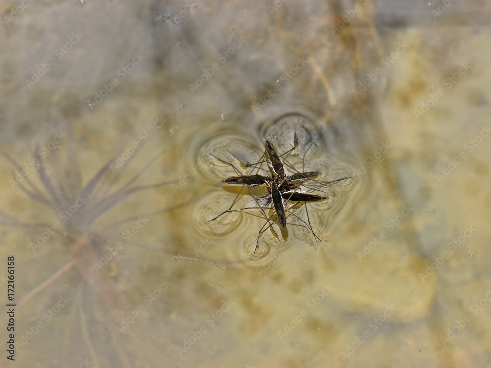 Fünf Wasserläufer beim gemeinsamen Verspeisen einer Fliege auf dem ...