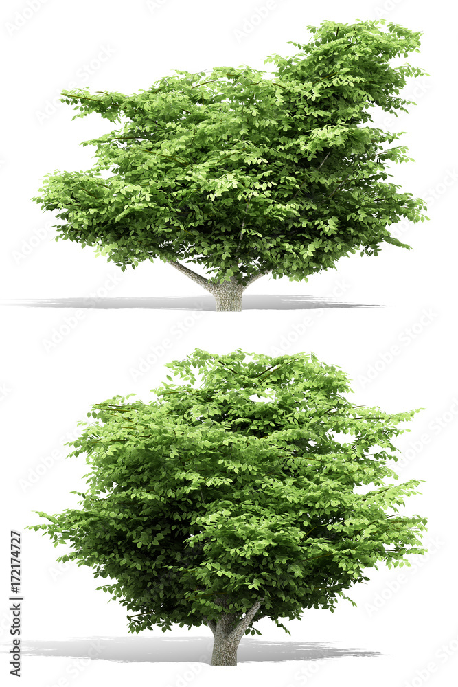 3d tree render on white background Stock Illustration | Adobe Stock