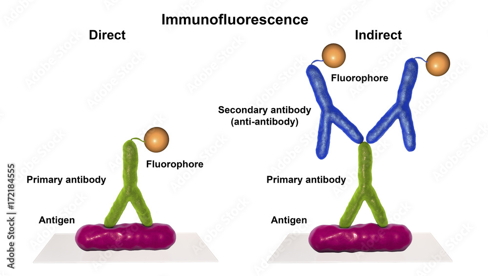 Direct and indirect immunofluorescent reactions RIF, 3D illustration ...