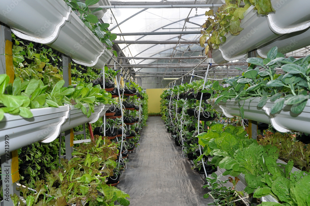 Vegetables are grown using fertigation system. Vegetables can be ...
