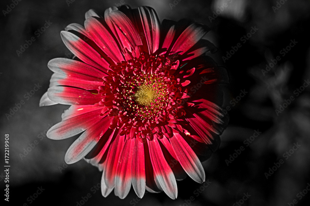 Color Splash Flowers