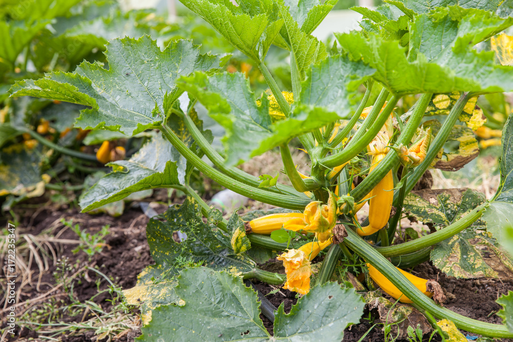Cucurbita Pepo Plant