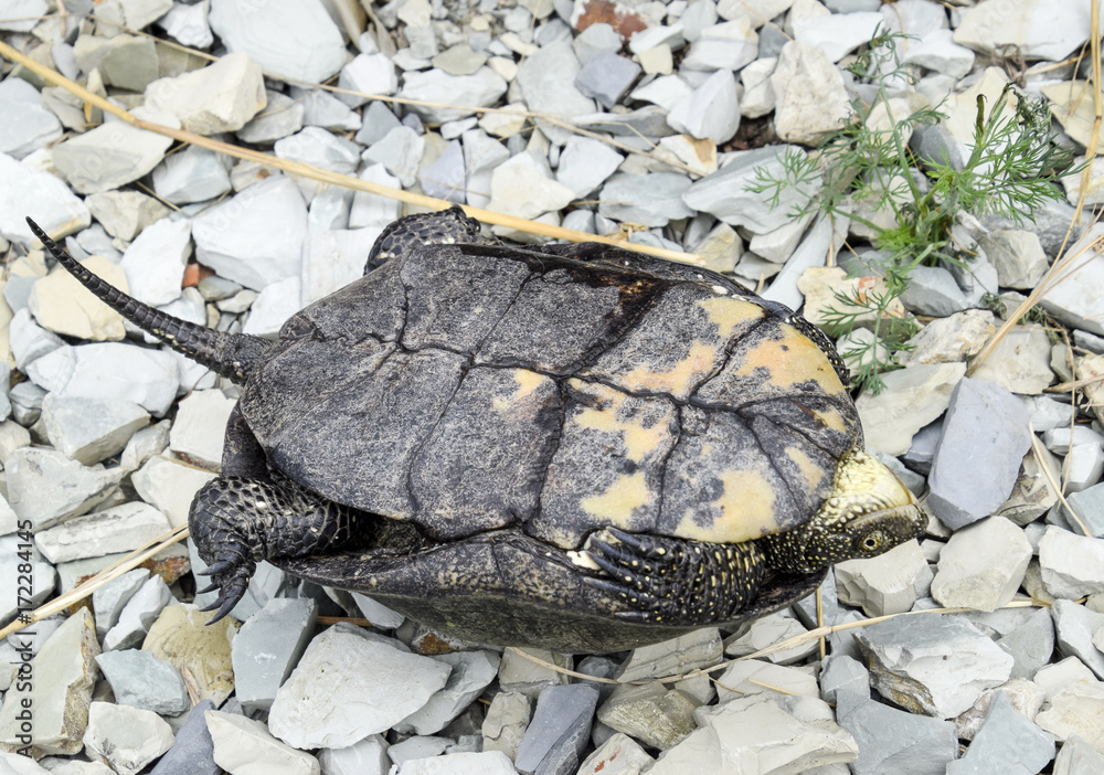 The tortoise lies upside down on the back. Ordinary river tortoise of ...