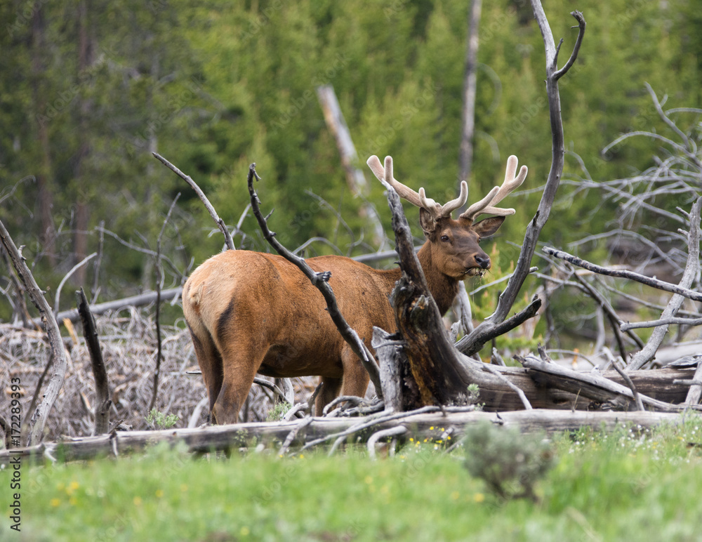 Male, bull elk with velvet on his antlers standing among dead trees in ...