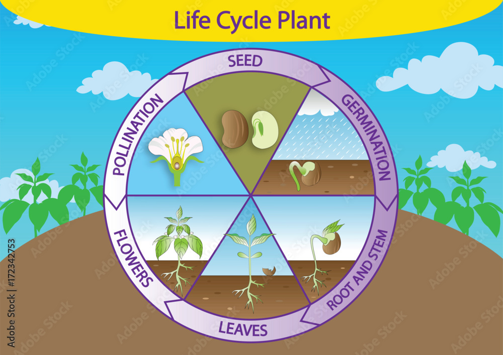 Vector of life cycle plant Stock Vector | Adobe Stock