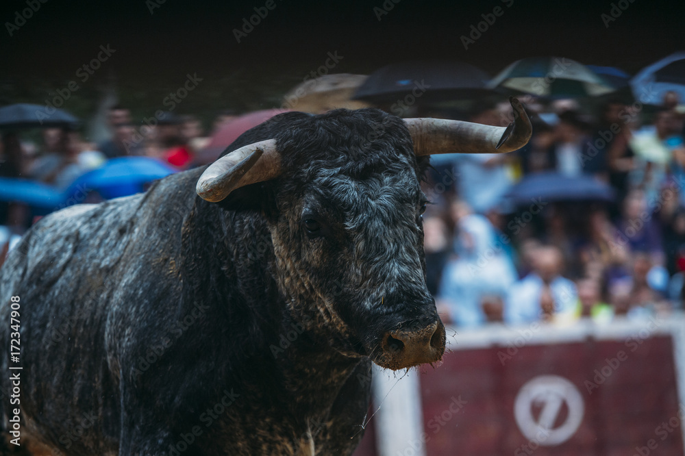 Bull on the bullring sand Stock Photo | Adobe Stock