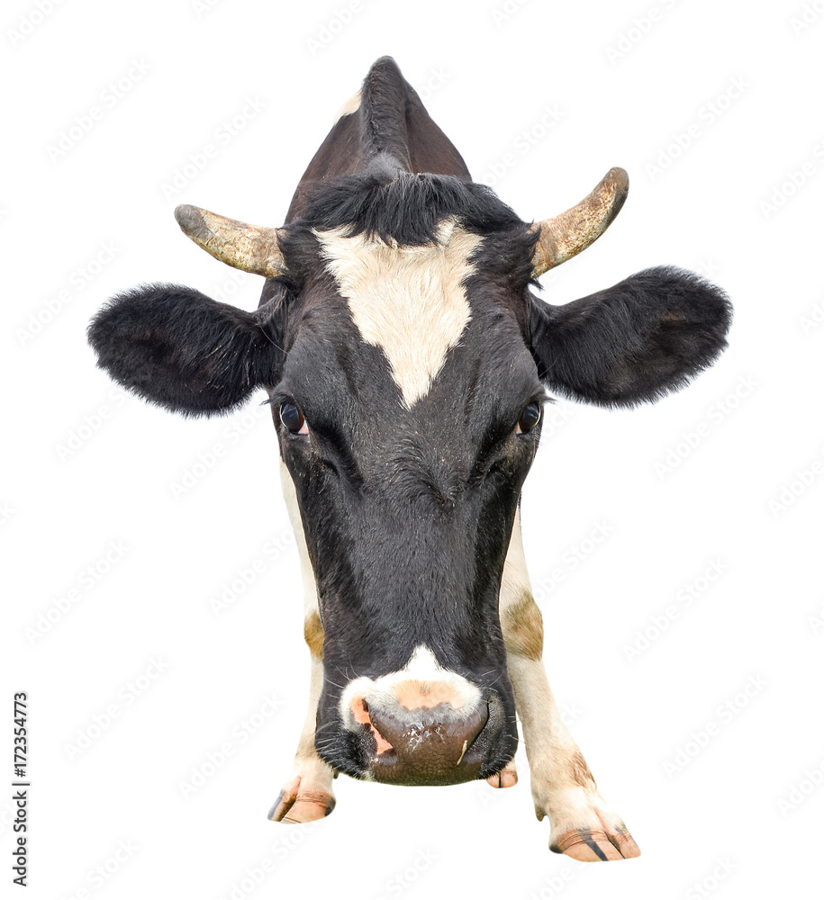Funny cute cow isolated on white. Looking at the camera black and white ...