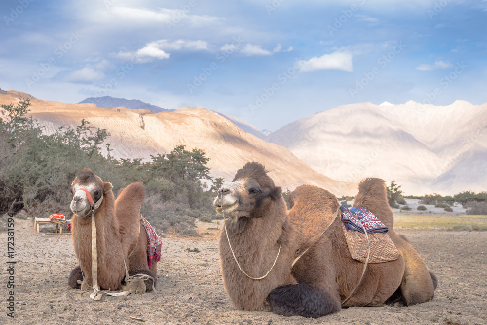 Bactrian Camel for tourist riding in Nubra valley, Lhe Ladakh in North ...