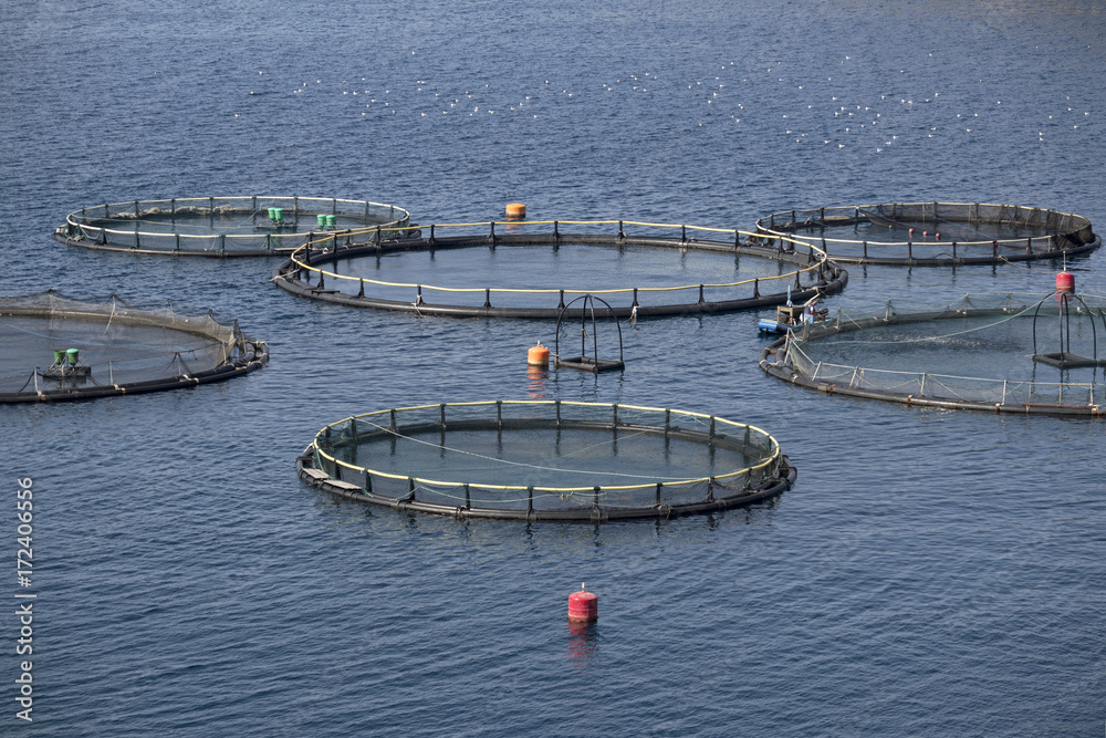 Rounded cages for breeding of sea bream and sea bass on fish farming in ...