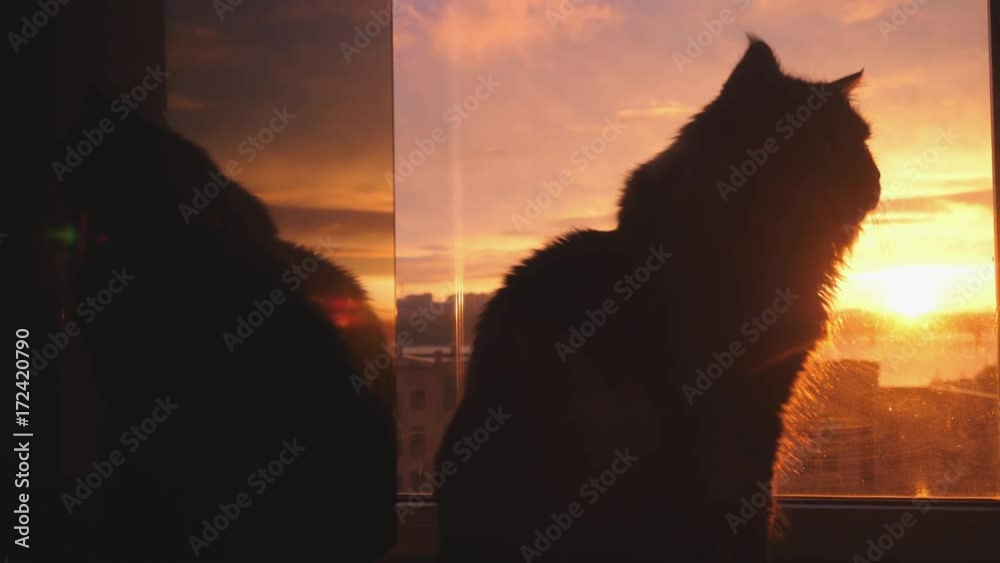 Beautiful Maine Coon cat to sit on the window watch sunlight at sunset ...