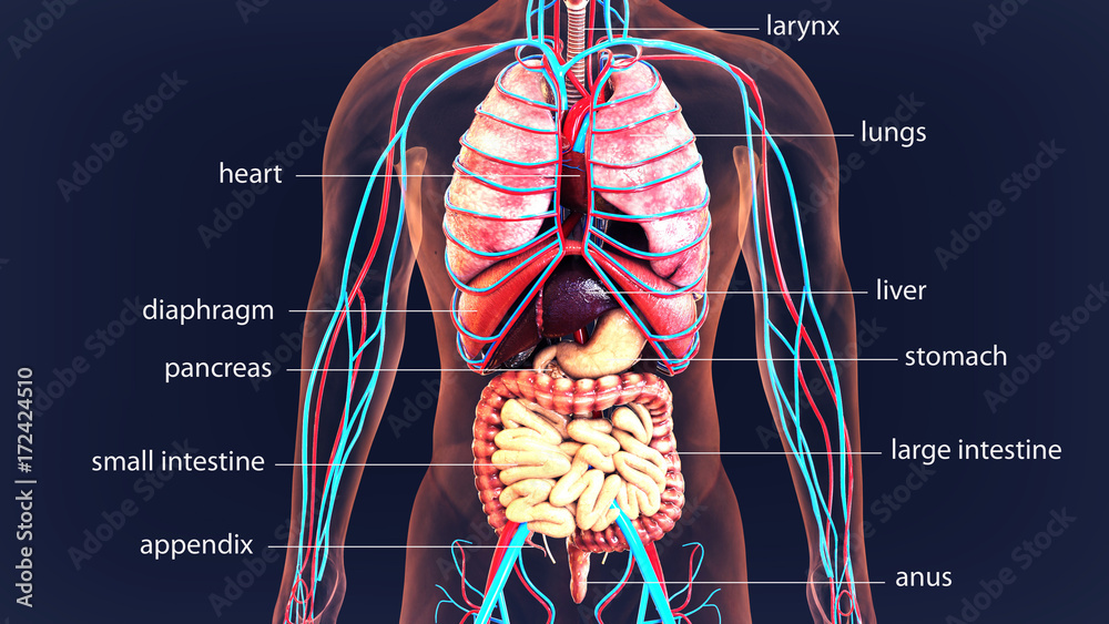 3d illustration of human body organs anatomy Stock Illustration | Adobe ...