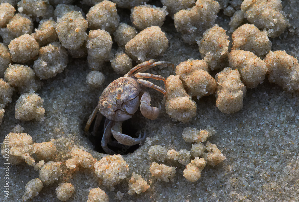 Sand bubbler crab at its hole and sand pellets around Stock Photo ...