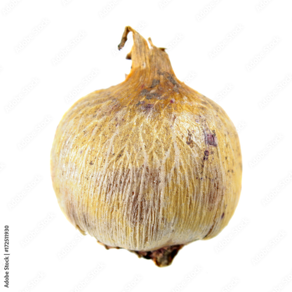 Corm of firecracker flower (Dichelostemma ida-maia) isolated on white ...