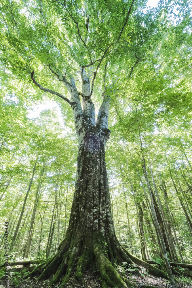 日本一のブナの木（縦） Stock 写真 | Adobe Stock