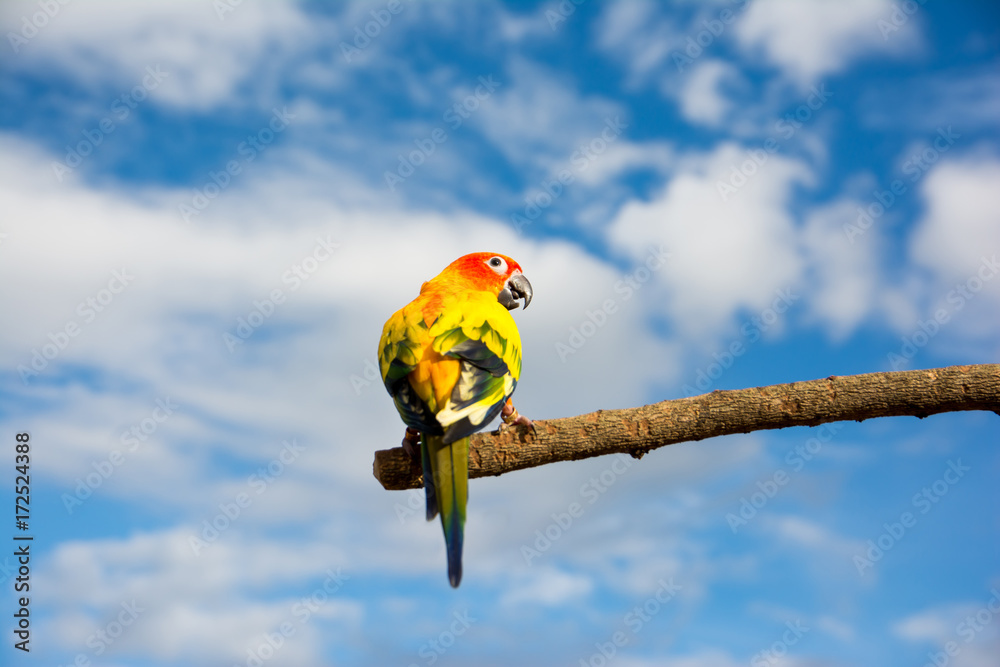 Back of Sun Conure parrot on dried tree branch with blue sky background ...