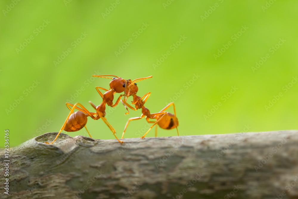 Red Ant action standing.Kiss couple love Stock Photo | Adobe Stock