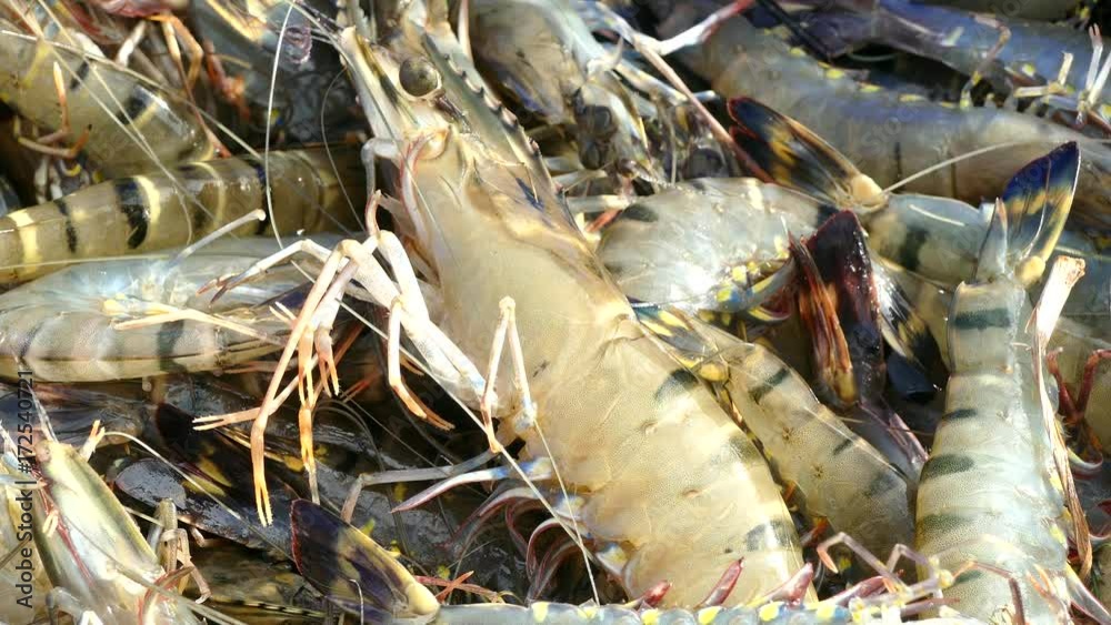Harvesting alive tiger prawns from commercial prawn farm vídeo de Stock ...
