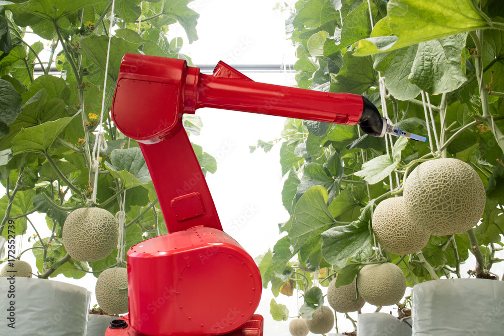 agritech technology concept, robot use in smart farming or agriculture ...