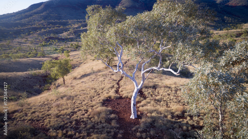 Low level Aerial view of Snappy Gum Tree in the Karijini National Park ...