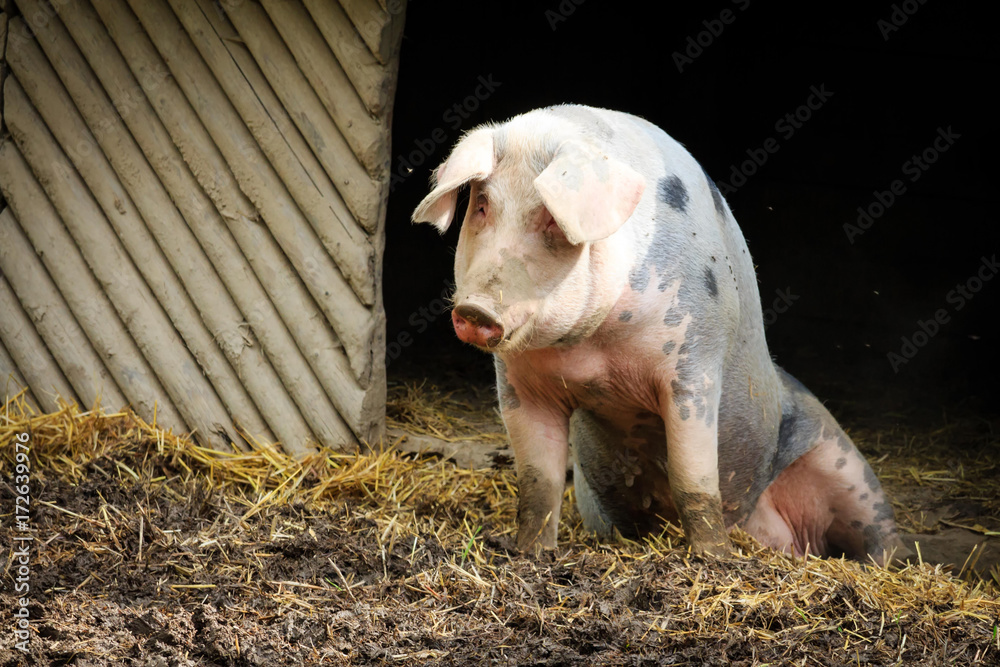 Pig sitting on the butt in front of a hut. Stock Photo | Adobe Stock