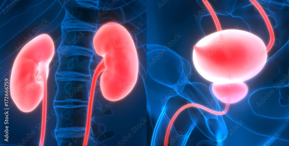 Human Body Organs (Kidneys with Urinary Bladder) Stock Illustration ...