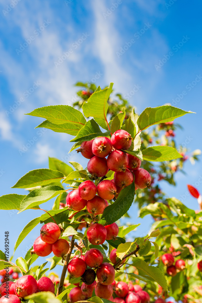 red fruit of a Chinese apple plum tree on a tree against a blue sky ...
