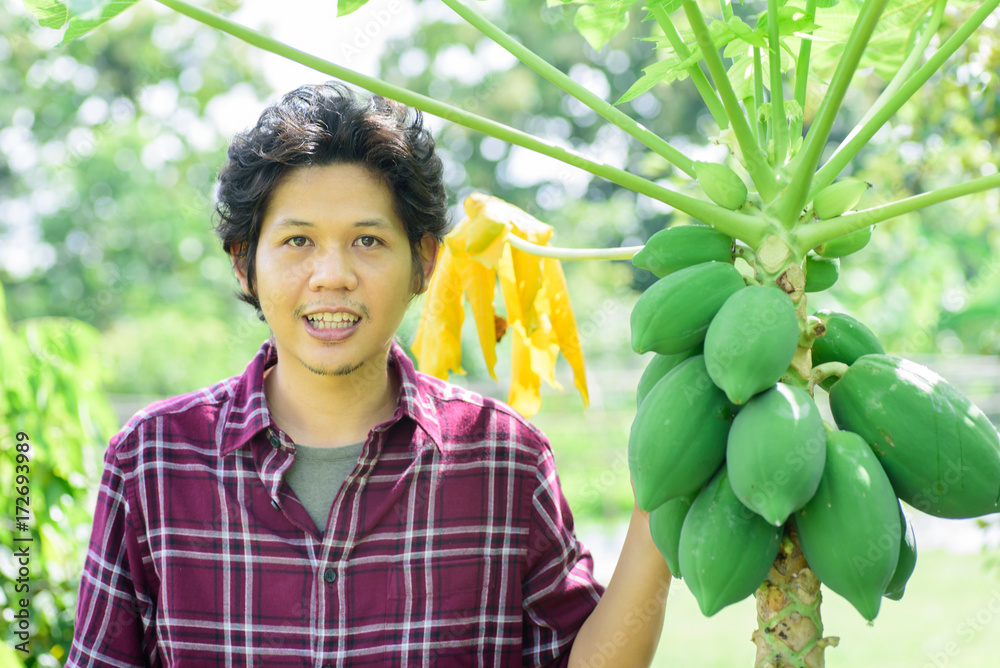 Papaya Farming In Thailand