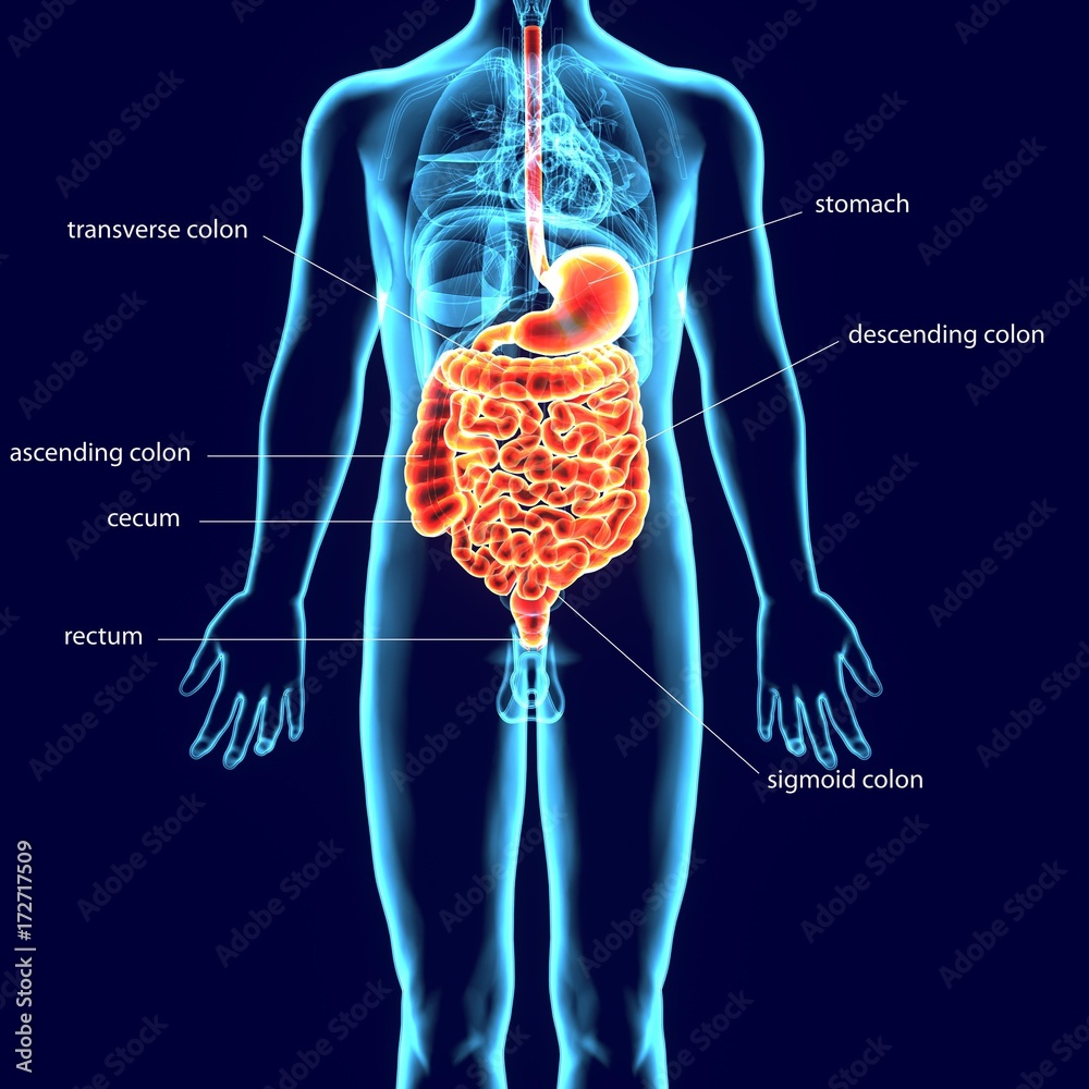 3d illustration of human body digestive system anatomy Stock ...