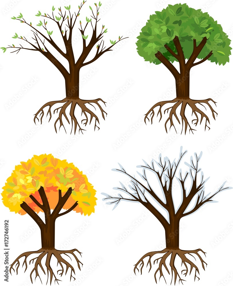 Tree at four seasons: spring, summer, autumn, winter. Trees with root ...