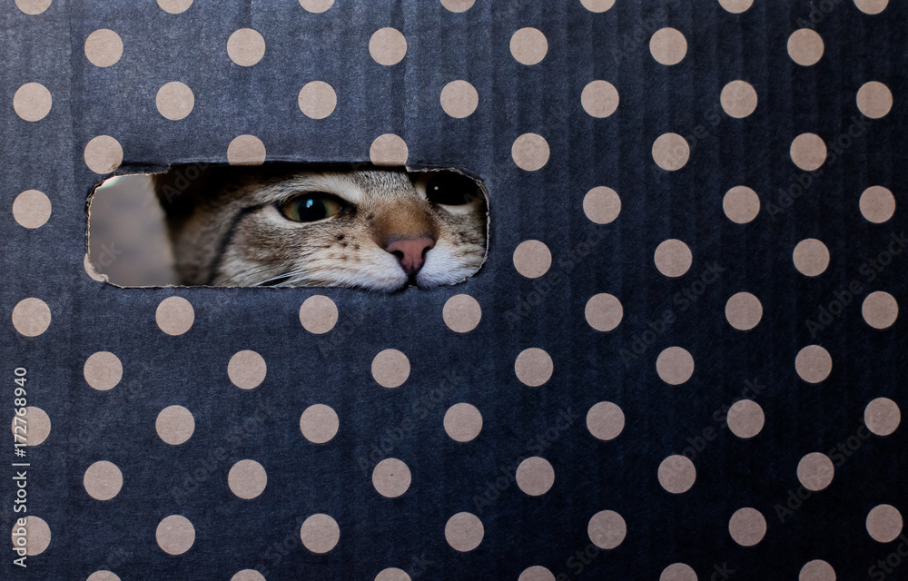 Cat in the box Stock Photo | Adobe Stock