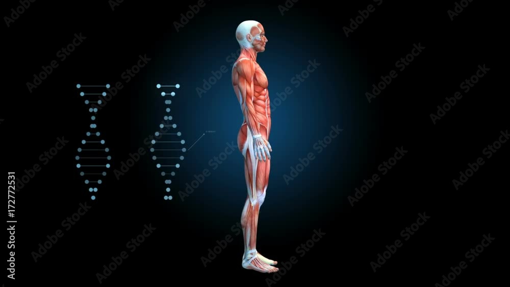 Human Muscular System, Male Muscle Model with DNA Symbols Rotating on ...