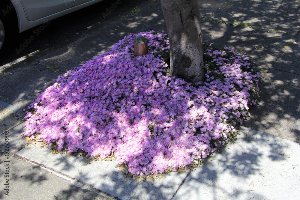 Broadleaf Liriope, Big blue lilyturf under trees in San Francisco city ...