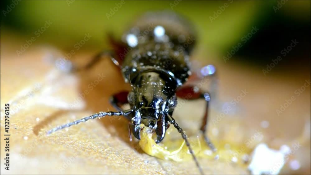 Pterostichus madidus eating centipede. Ground beetle in the family ...