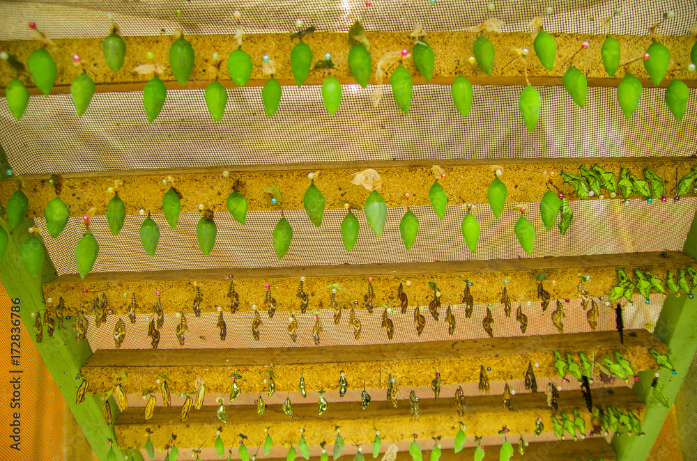 Butterflies in a stage of pupa in Mariposario The Butterfly House in ...