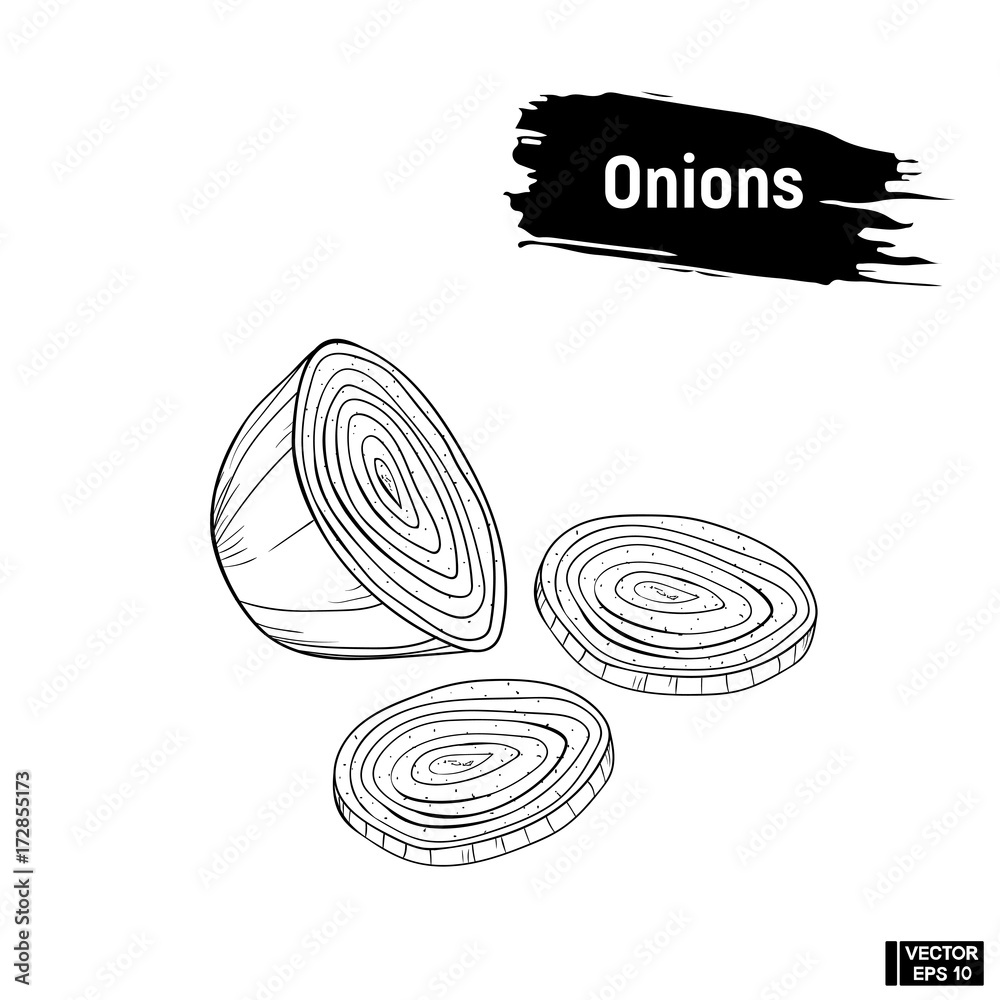 Onions outline hand drawing Stock Vector | Adobe Stock