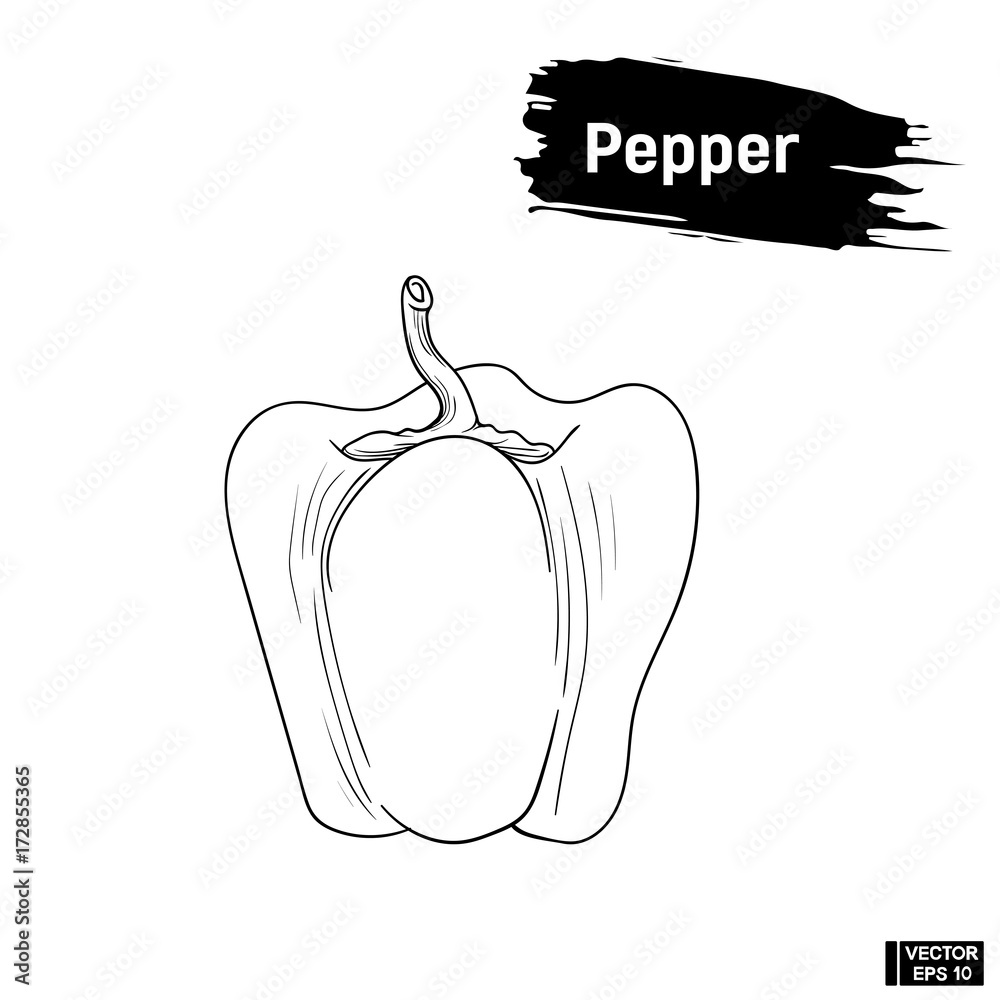 Bell pepper, sketch of vegetable Stock Vector | Adobe Stock