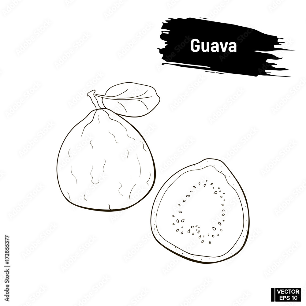 Guava Fruit Drawing