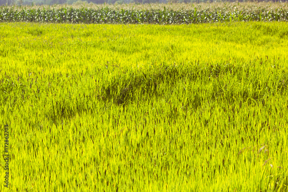 bright meadow with a corn field in the distance Stock Photo | Adobe Stock