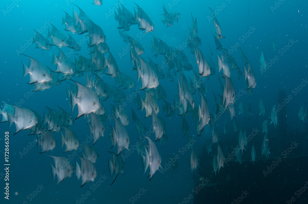 School of Spadefish swimming in the ocean. Stock Photo | Adobe Stock