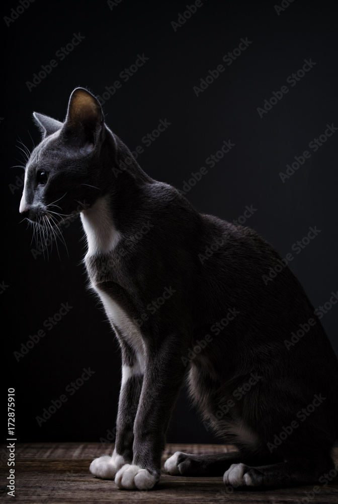 Cat Front Profile
