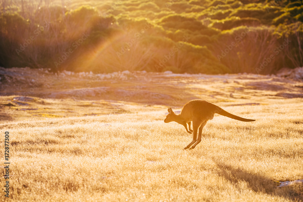 kangaroo hopping at sunrise Stock Photo | Adobe Stock
